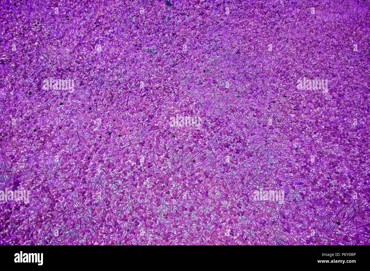 Purple abstract trimmed grass field background summer nature green lawn ...