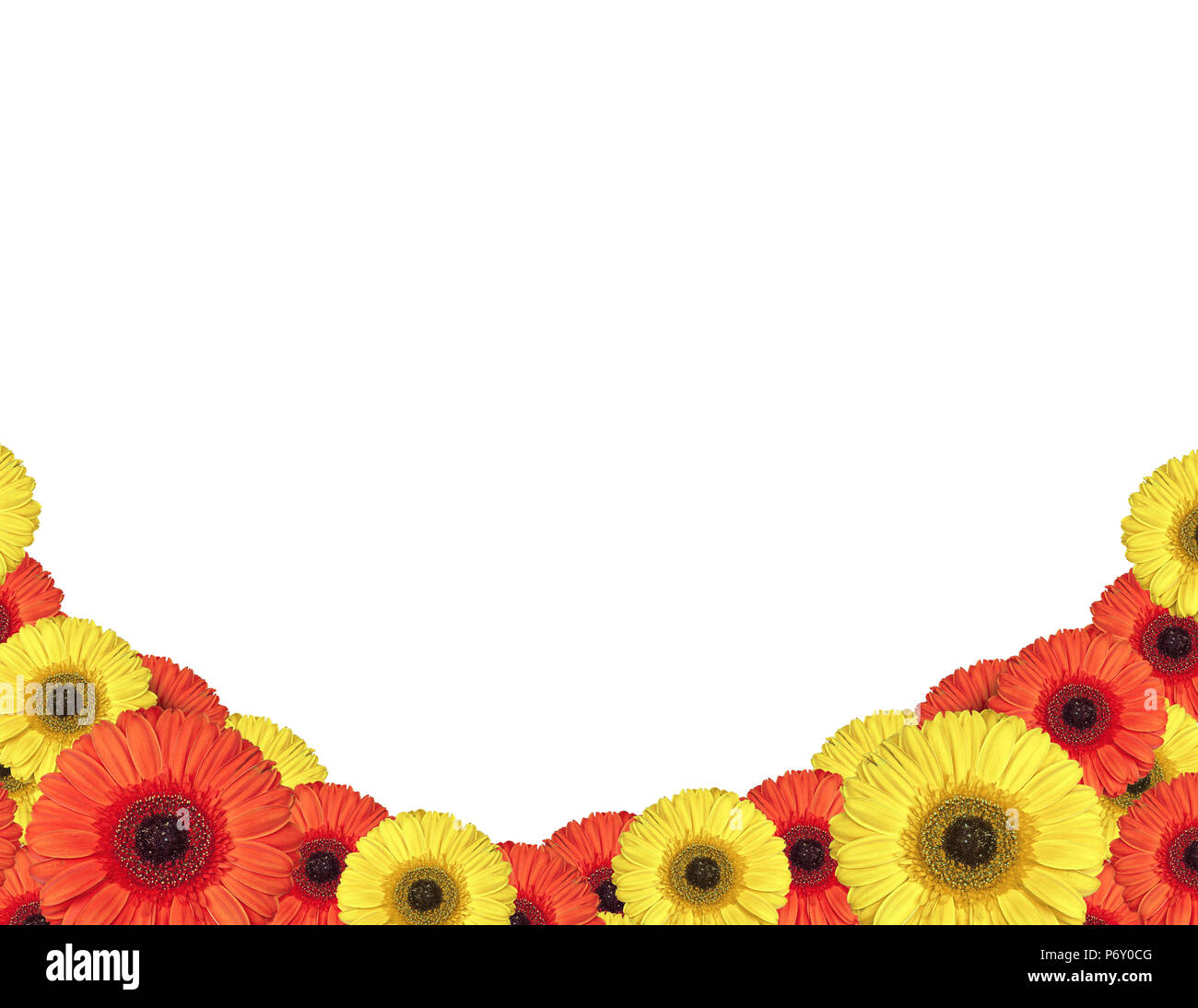 Red and yellow gerbera flowers create a frame on white background Stock ...
