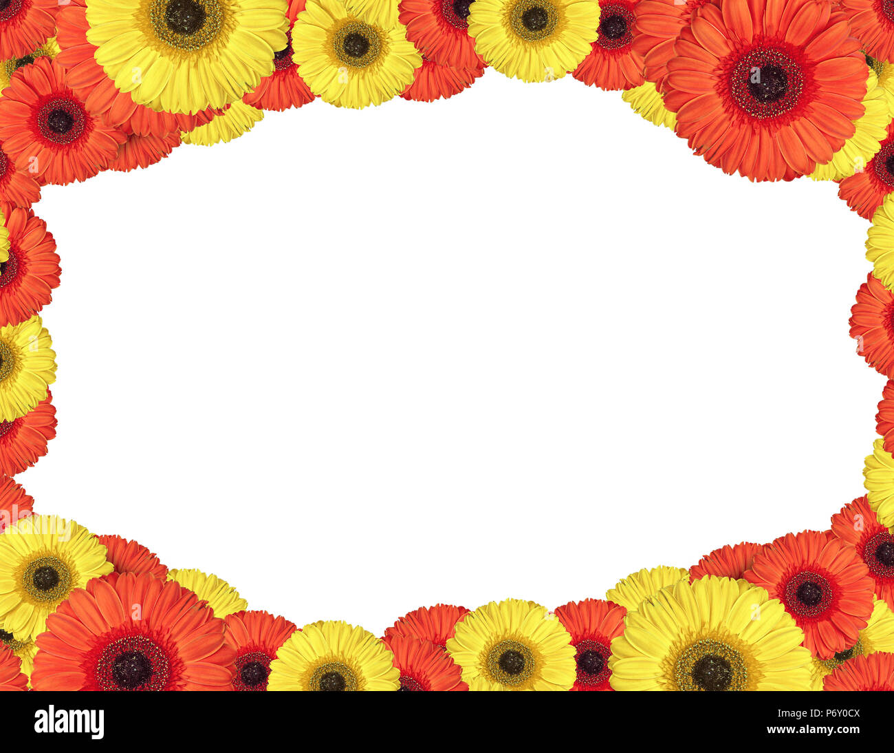 Red and yellow gerbera flowers create a frame on white background Stock ...