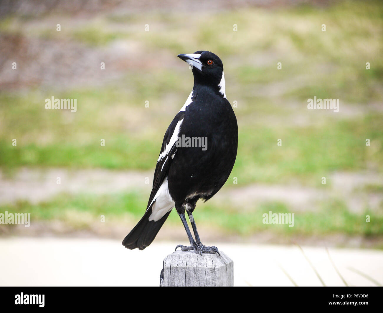 Australian native magpie hi-res stock photography and images - Alamy