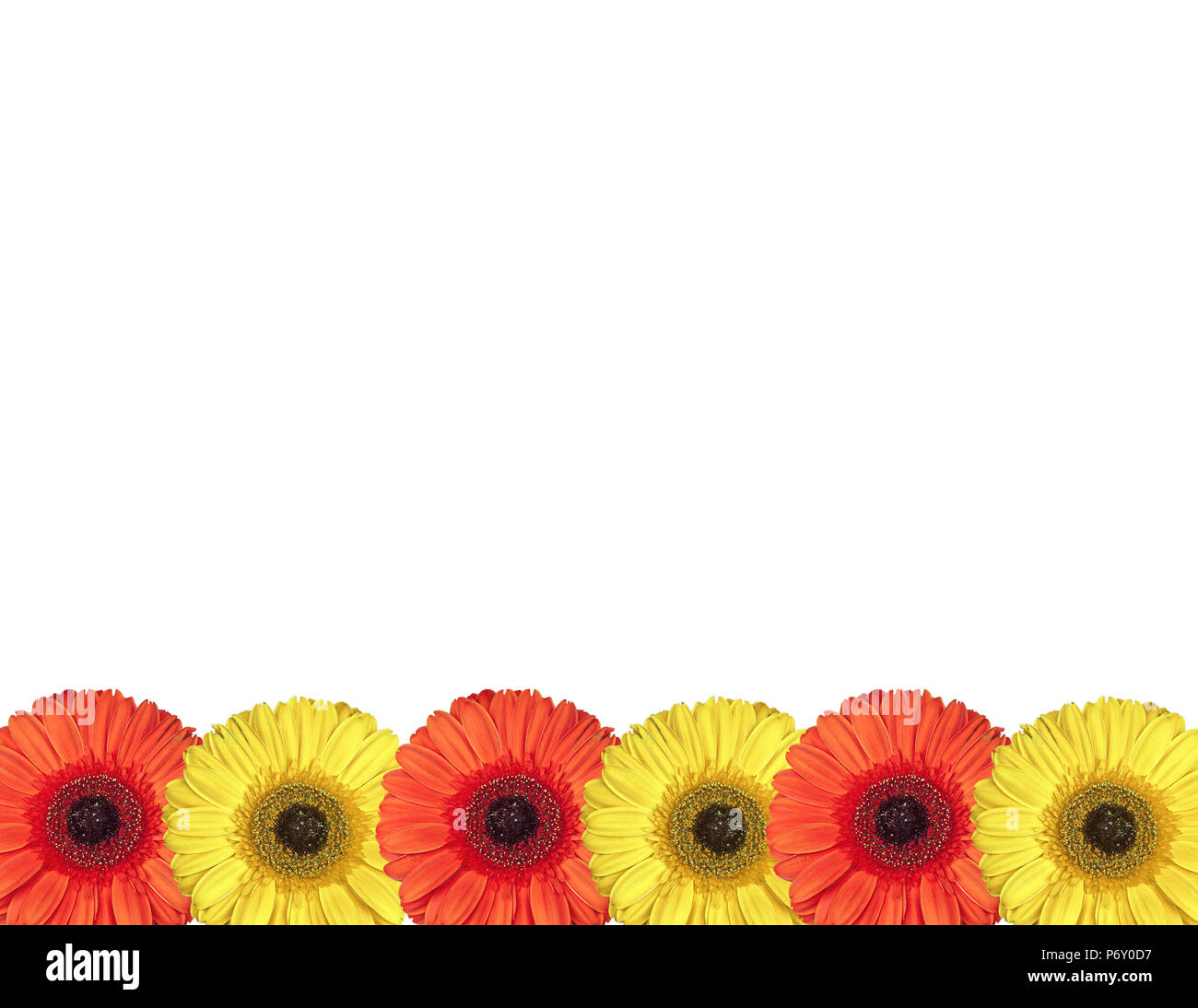 Red and yellow gerbera flowers create a frame on white background Stock ...
