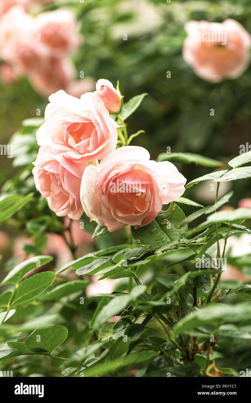 Pink polyantha rose hi-res stock photography and images - Alamy