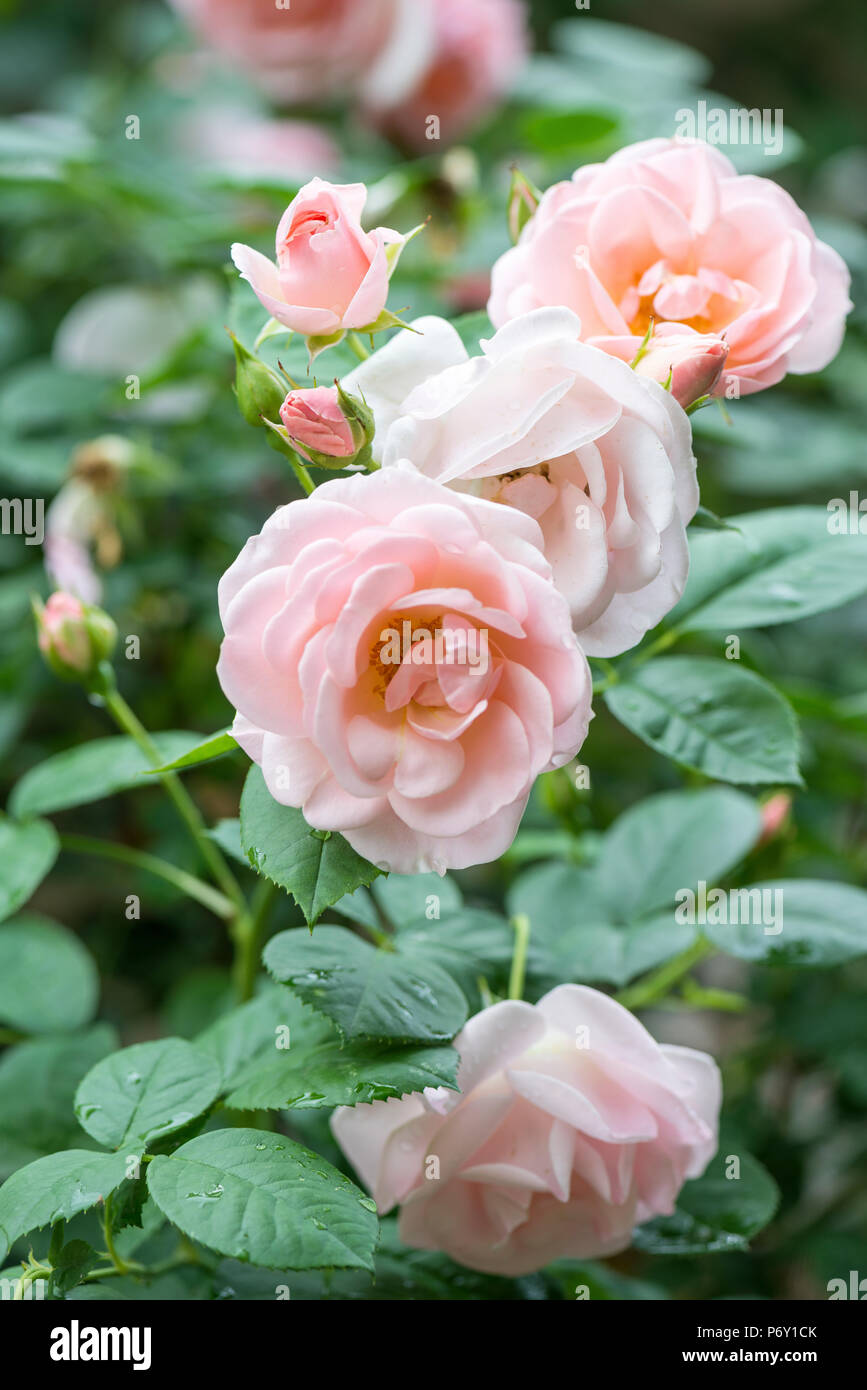Dwarf Roses High Resolution Stock Photography and Images - Alamy