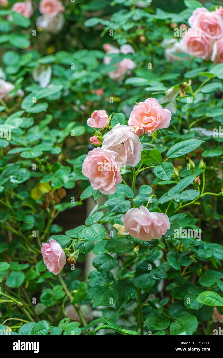 Pink polyantha rose hi-res stock photography and images - Alamy