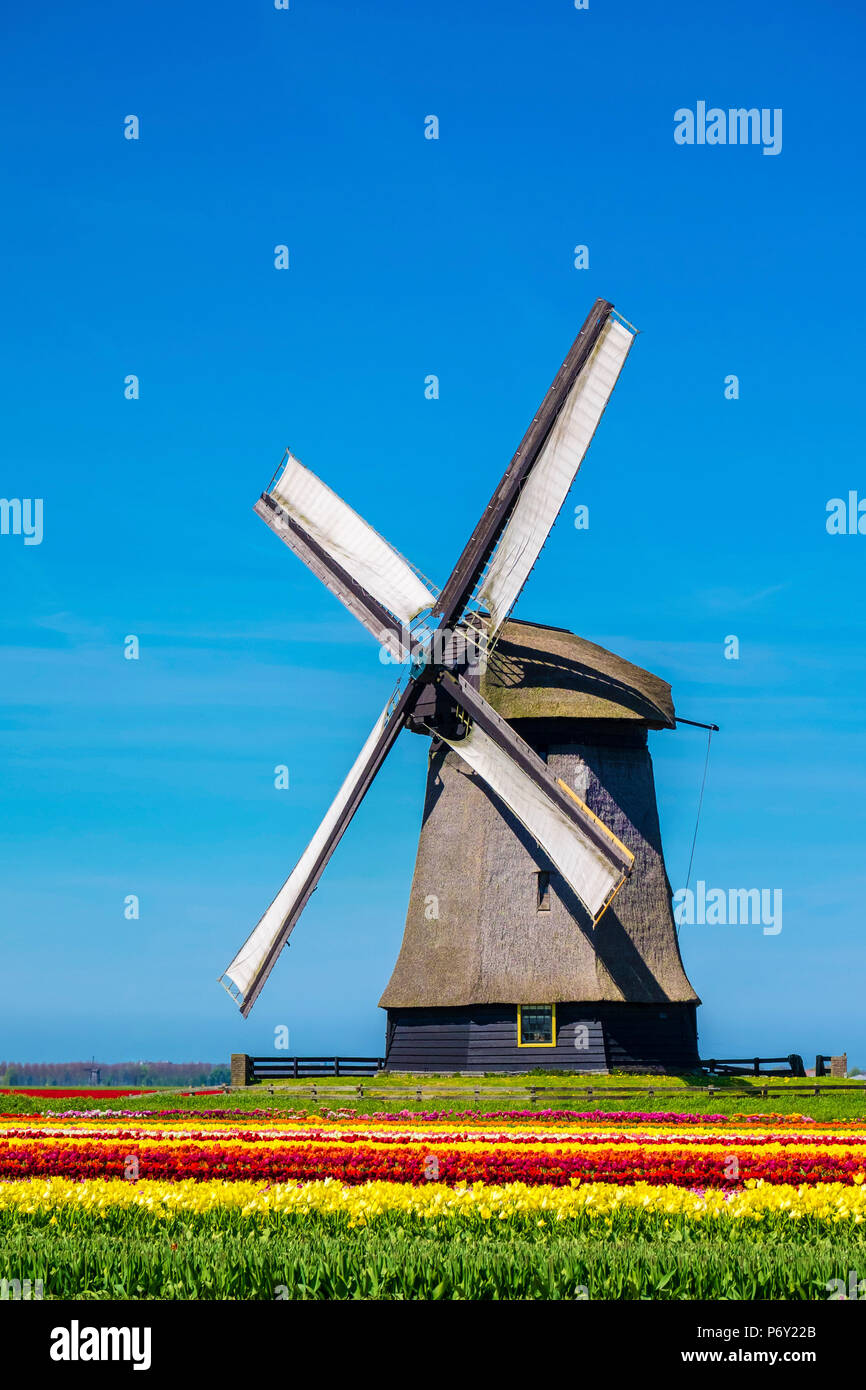 Netherlands, North Holland, Schermerhorn. Windmill, polder mill from ...