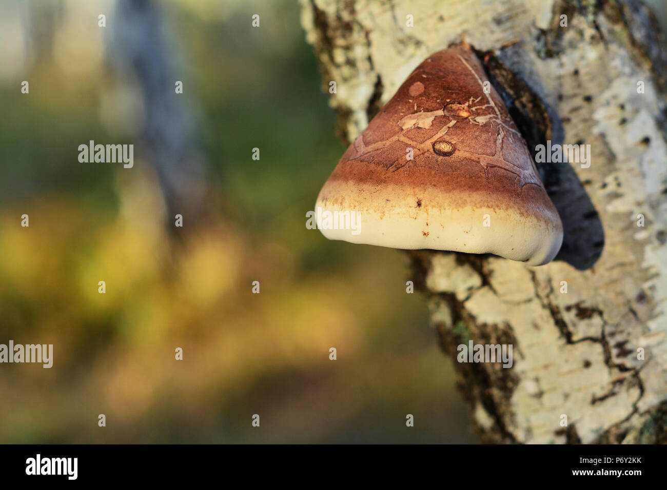 piptoporus betulinus mushroom, commonly known as the birch polypore ...