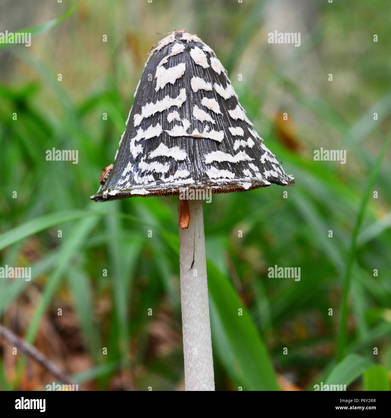Magpie mushroom hi-res stock photography and images - Alamy