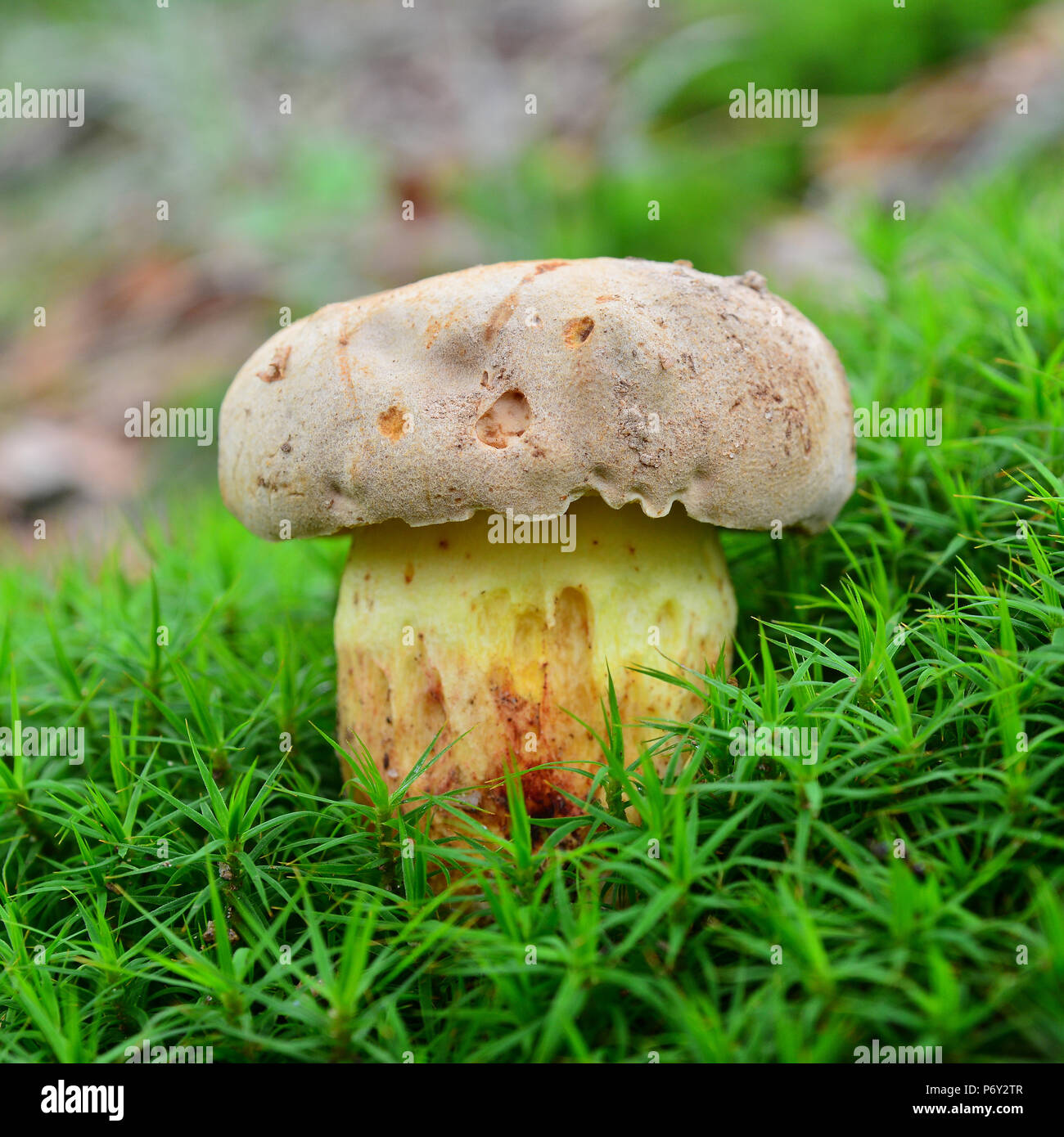 rare butyriboletus subappendiculatus mushroom on the ground - butter ...
