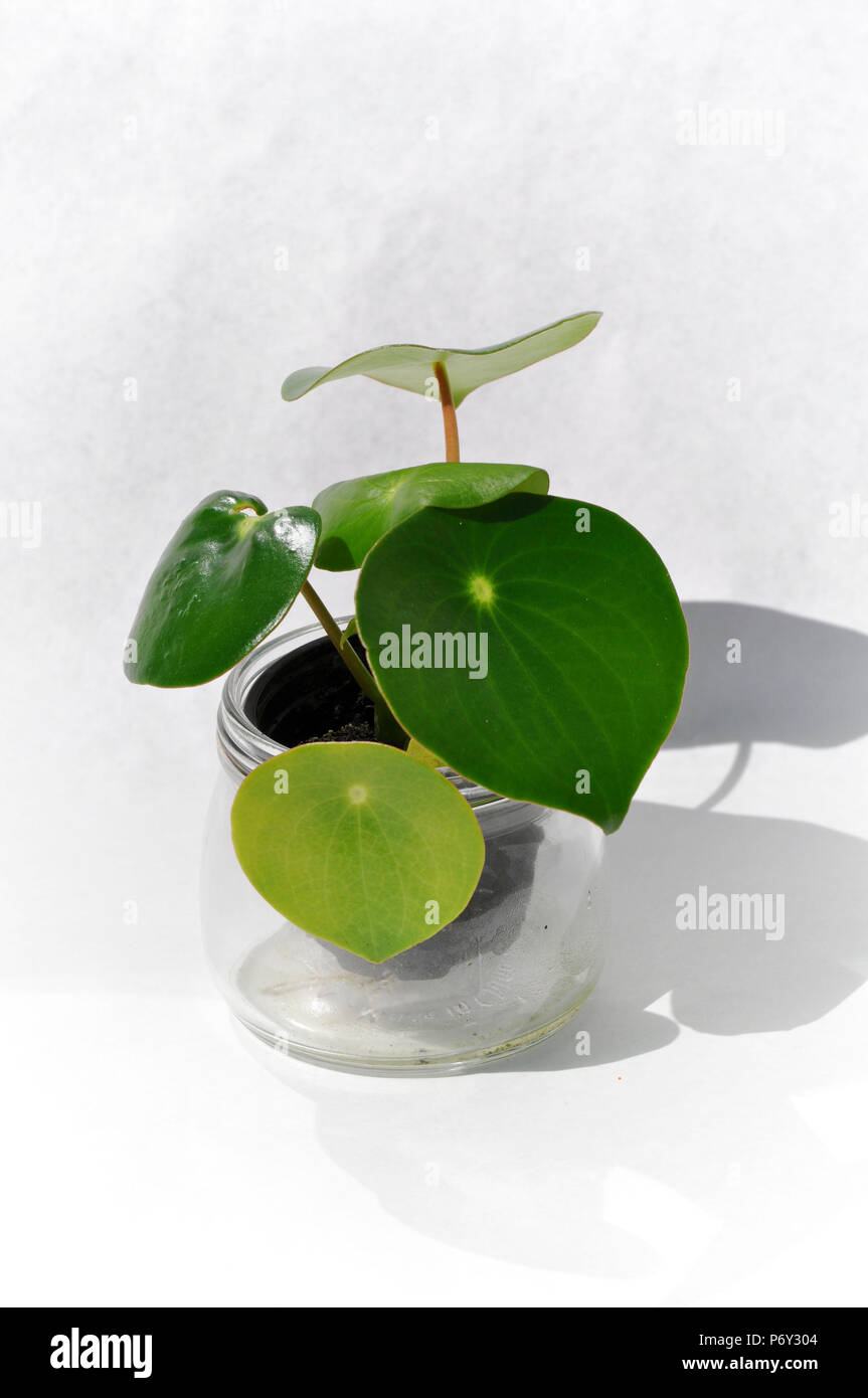 Trend House High Resolution Stock Photography and Images - Alamy