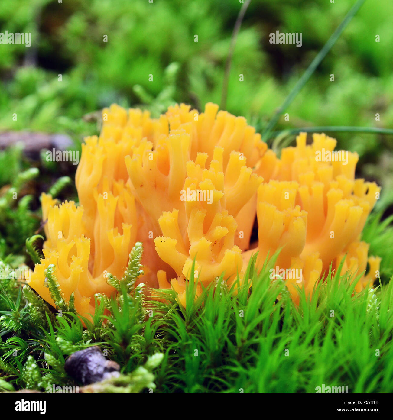 ramaria flava mushroom, also known as the changle Stock Photo - Alamy