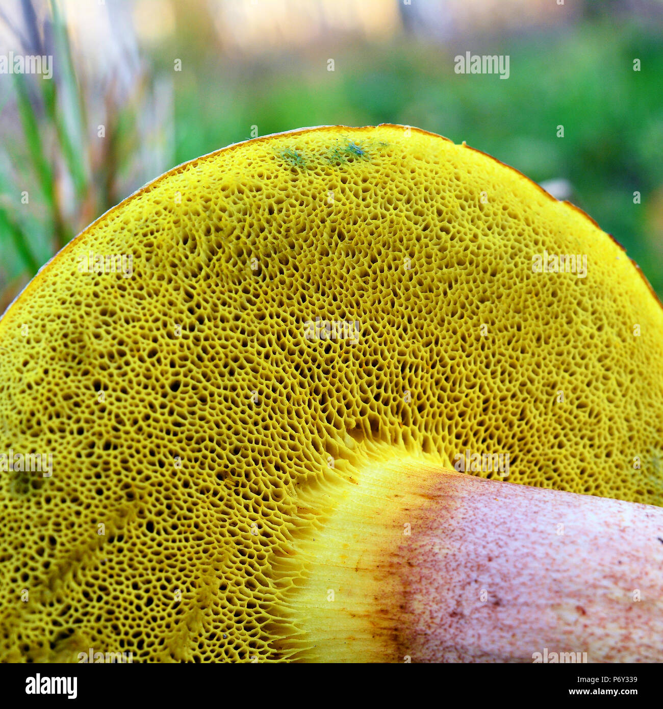 close-up of mushroom gills, species xerocomus Stock Photo - Alamy