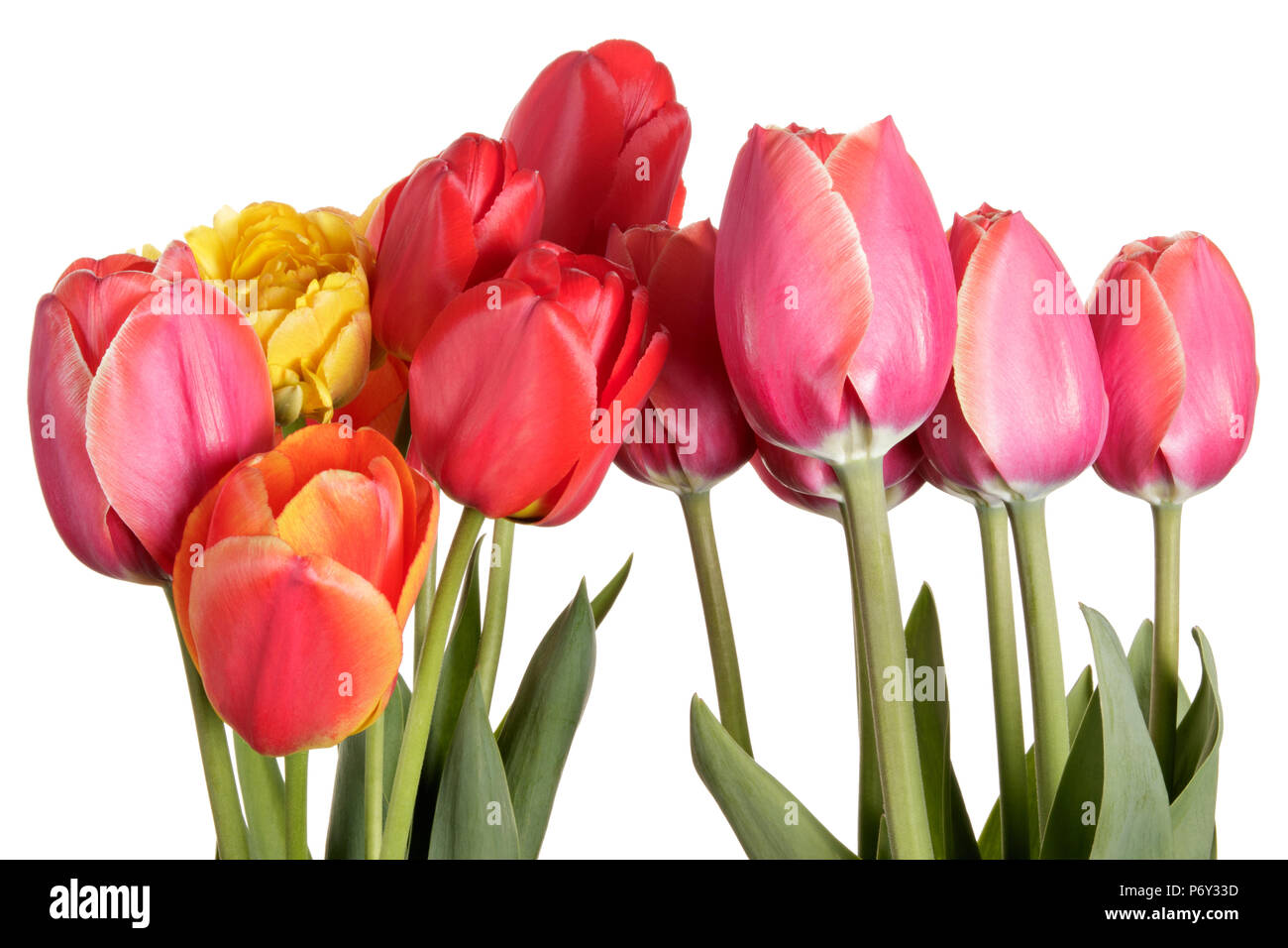 Garden Flower bouquet from colorful tulips. Isolation on a white ...