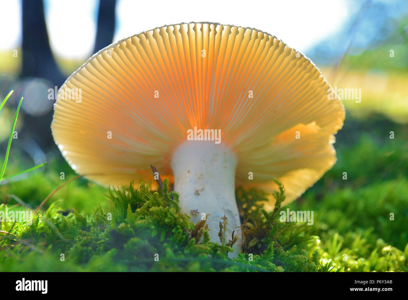 Russula virescens hi-res stock photography and images - Alamy