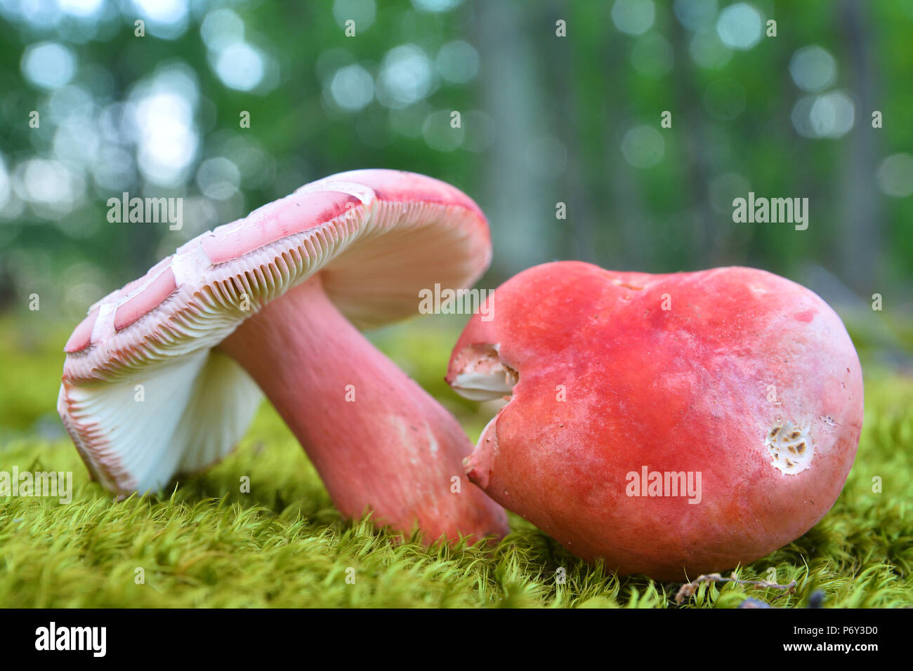 red russula mushrooms in the forest Stock Photo - Alamy