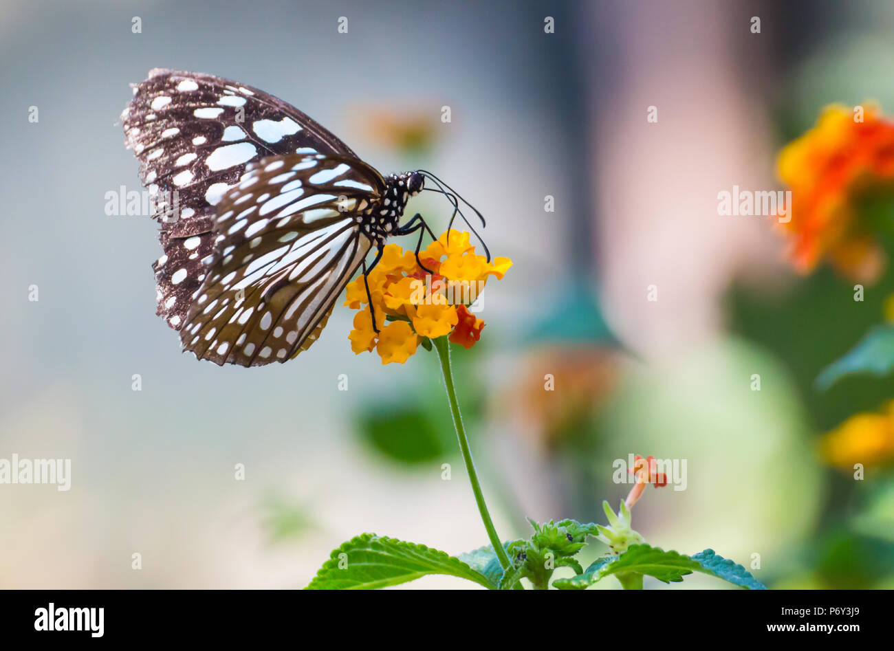 Butterfly on flowers / beautiful butterfly & flower in the garden ...