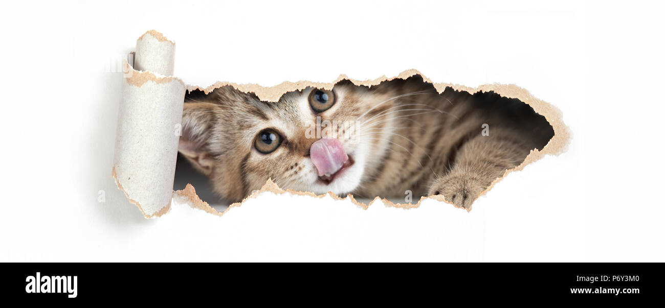 Funny cat looking through hole in paper licking own lips isolated Stock ...