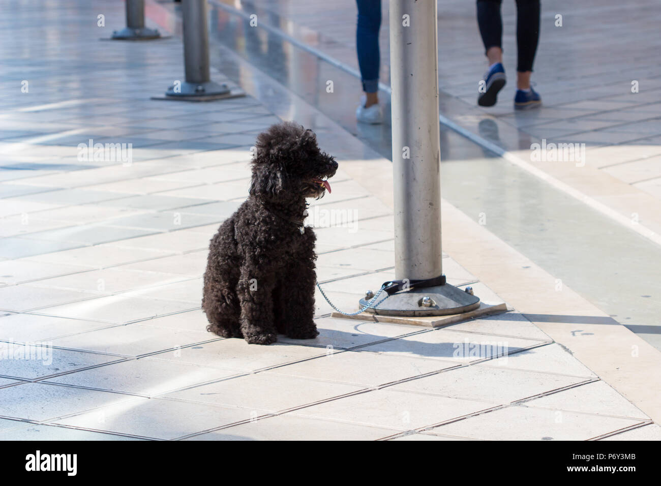 poor dog tied to a pole on pavement / Small dog on leash tied to a pole ...