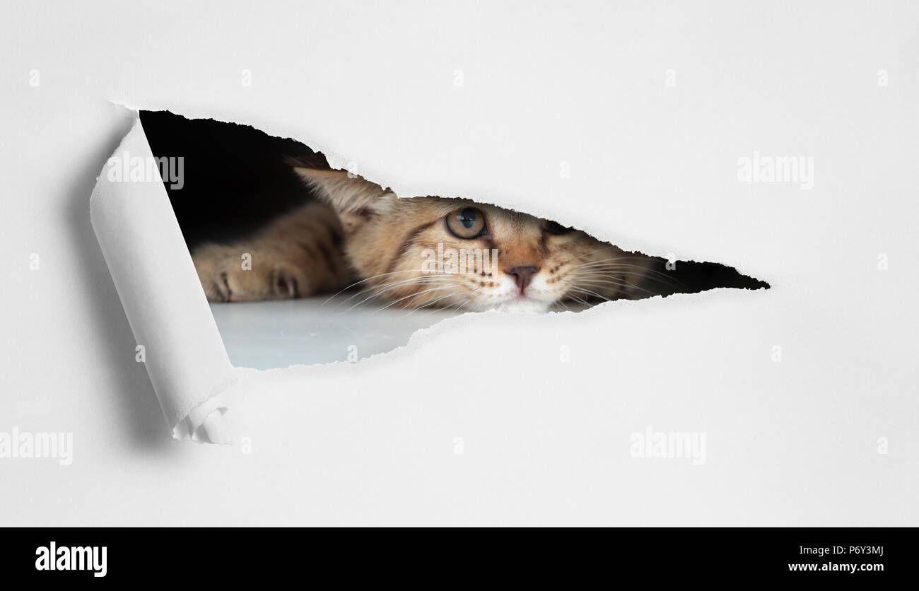 Funny cat looking through hole in paper isolated Stock Photo - Alamy