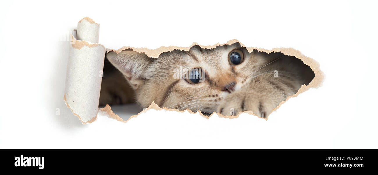 British cat looking through hole in paper isolated Stock Photo - Alamy
