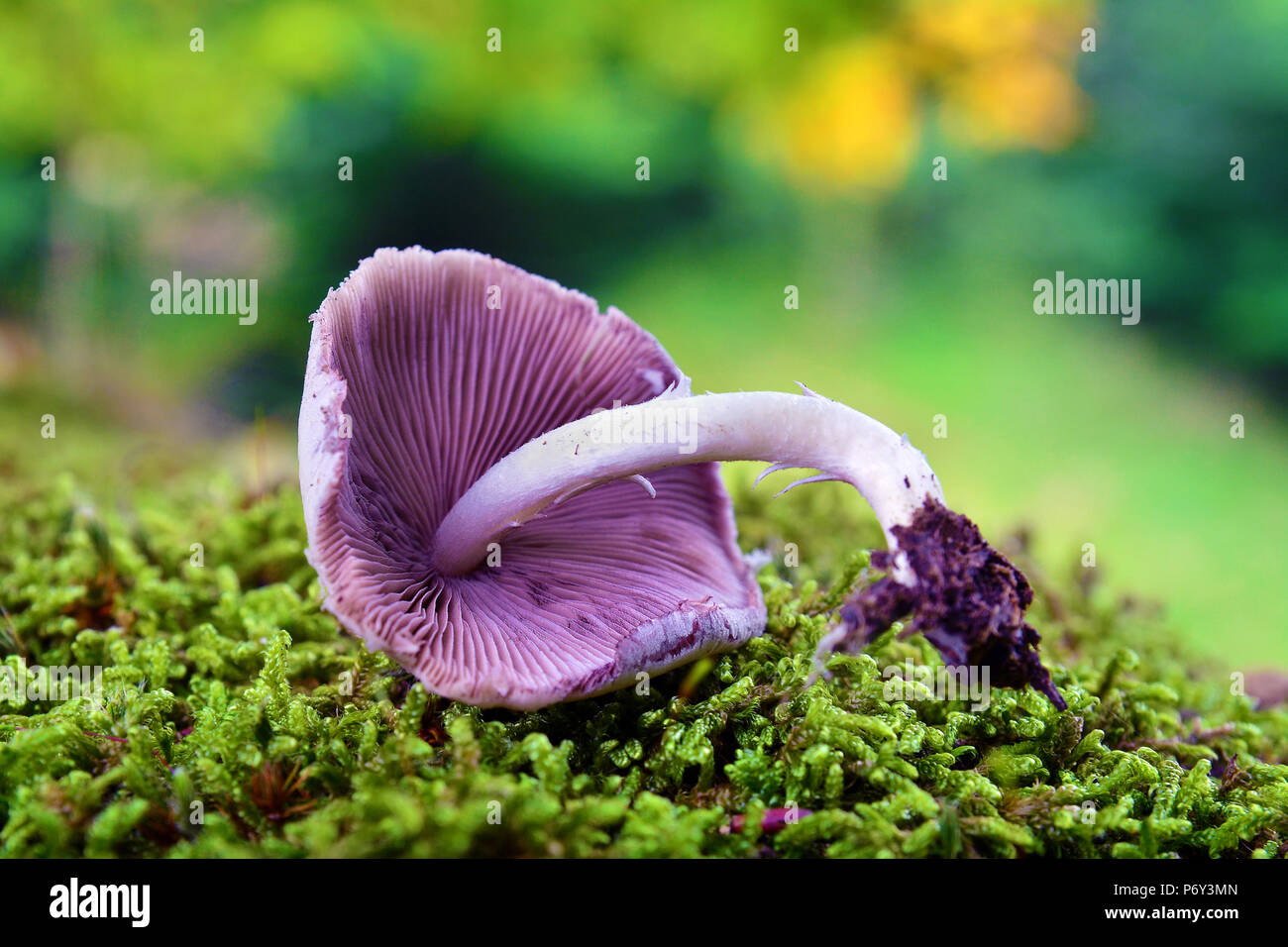 purple gills of a mycena mushroom Stock Photo - Alamy