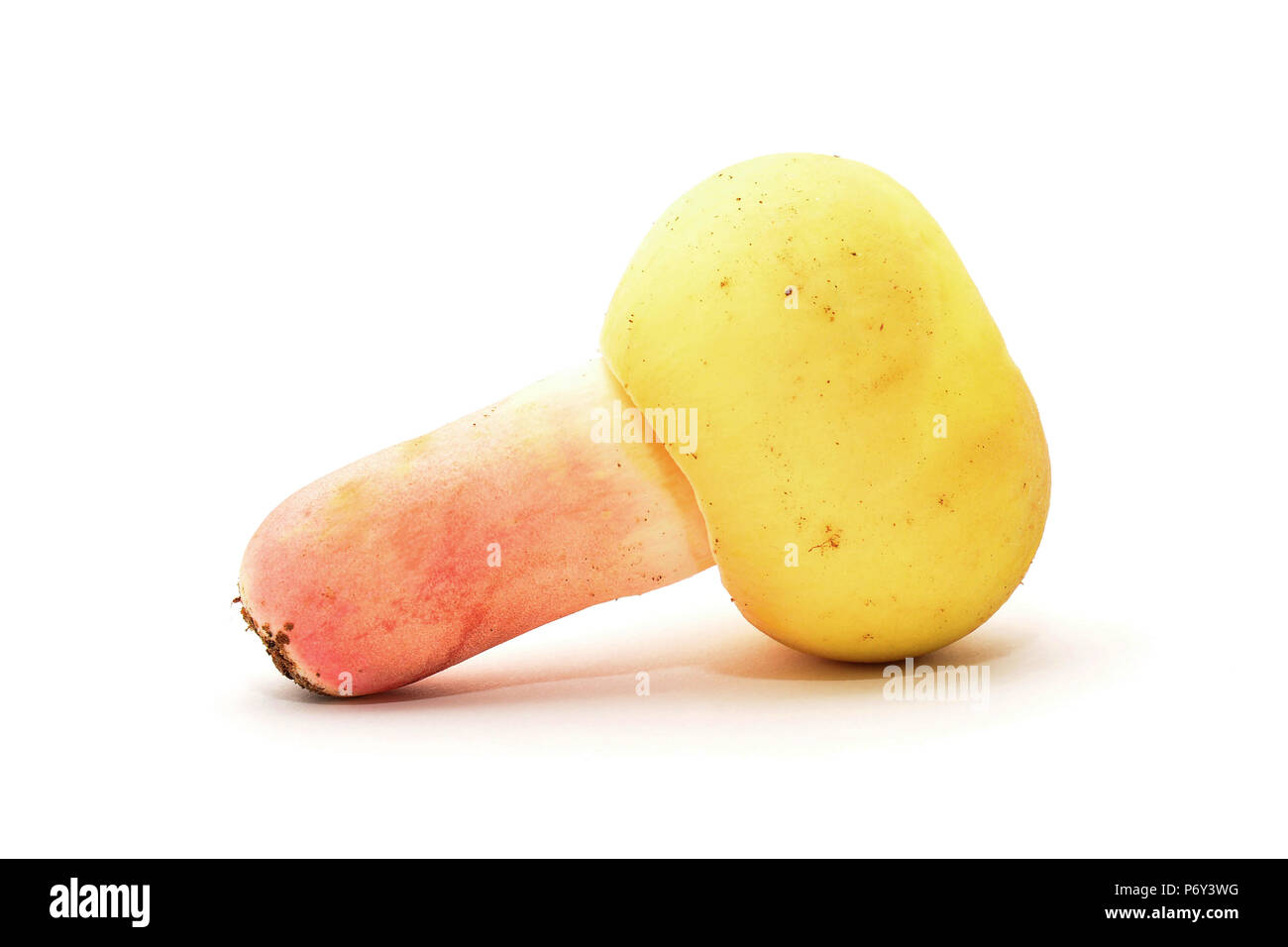 russula violeipes mushroom isolated on white background Stock Photo - Alamy
