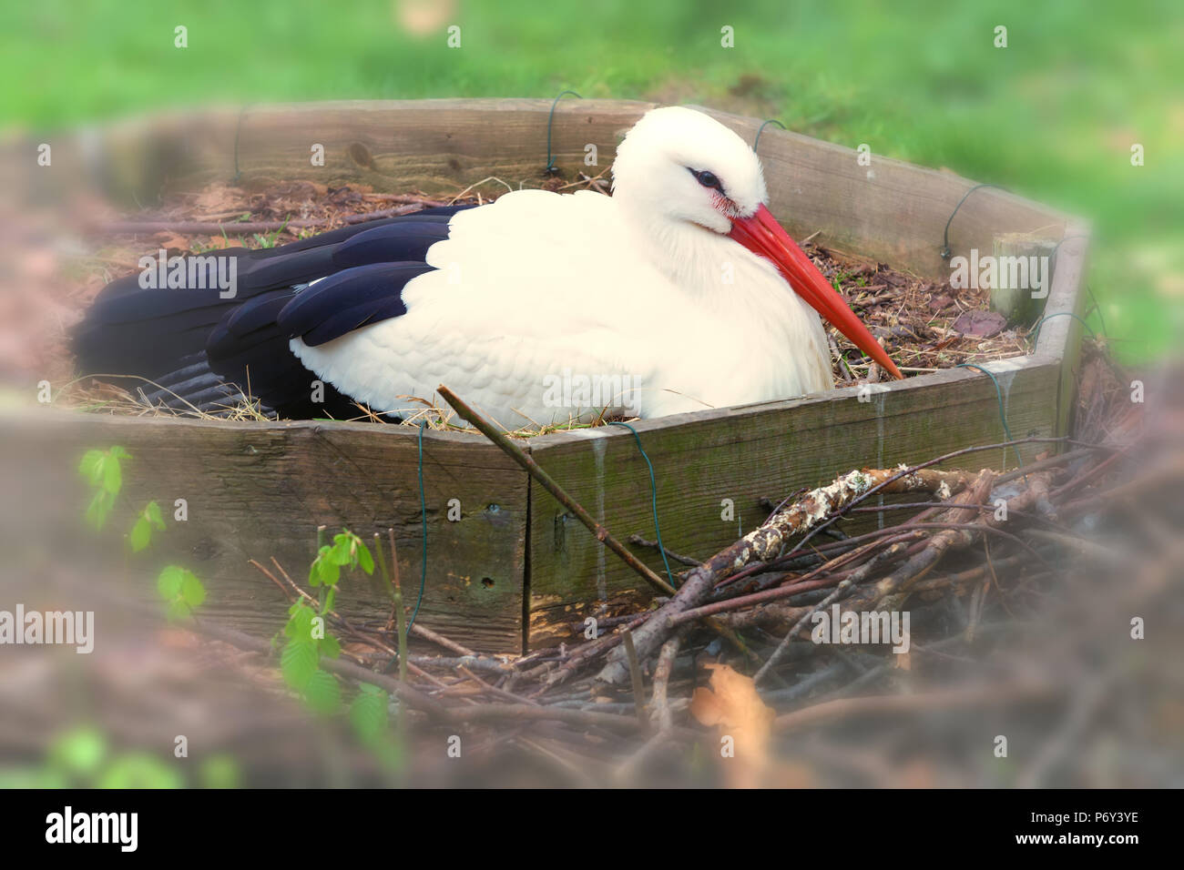 Stork lying in the nest what is on the ground Stock Photo - Alamy