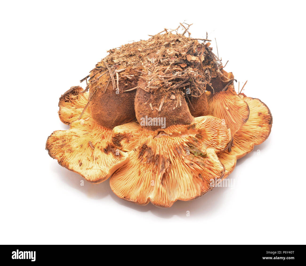 tapinella atrotomentosa mushroom cluster isolated on white Stock Photo ...
