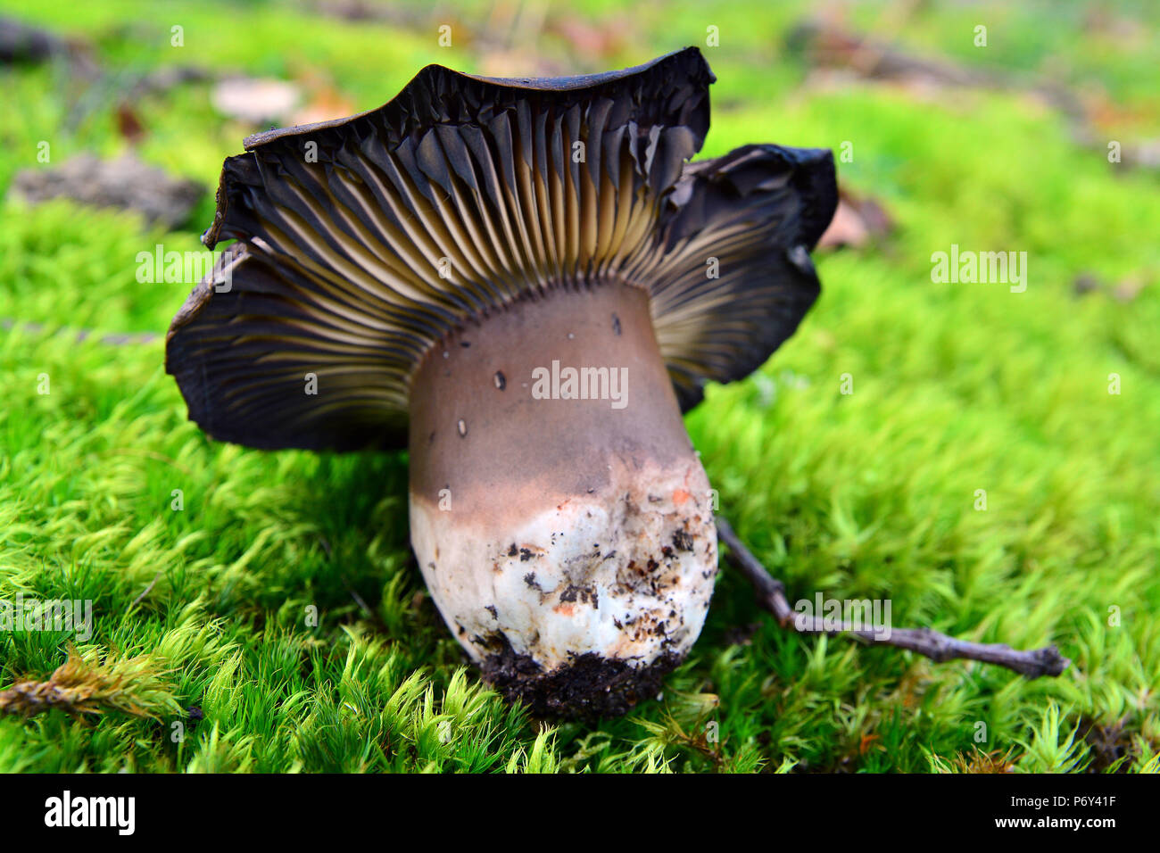 Fascinating Mushroom With Black Gills Pictures