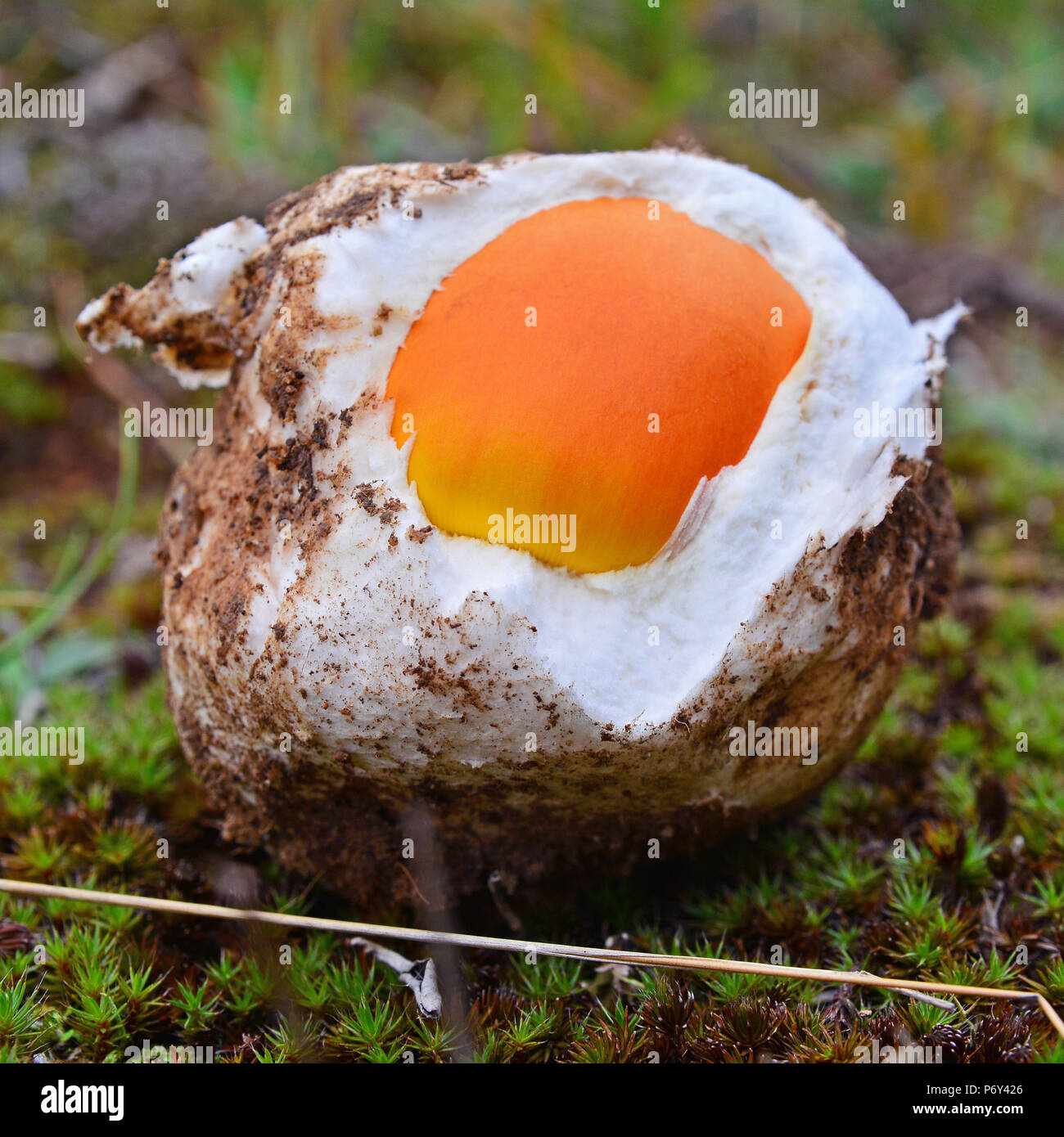 Edible Stage High Resolution Stock Photography and Images - Alamy