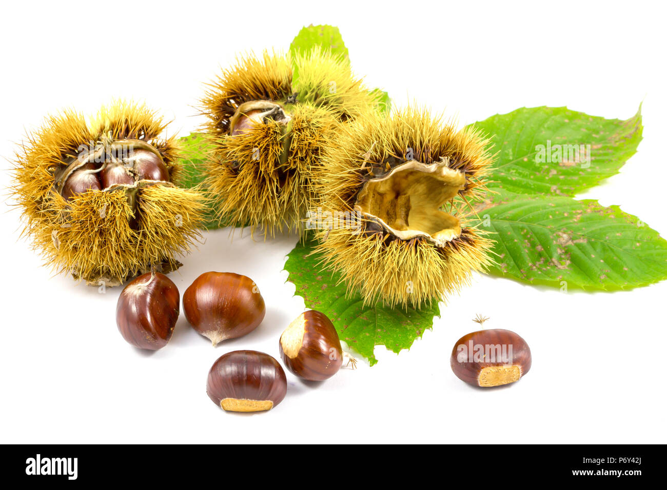 Chestnuts leaves brown hi-res stock photography and images - Alamy