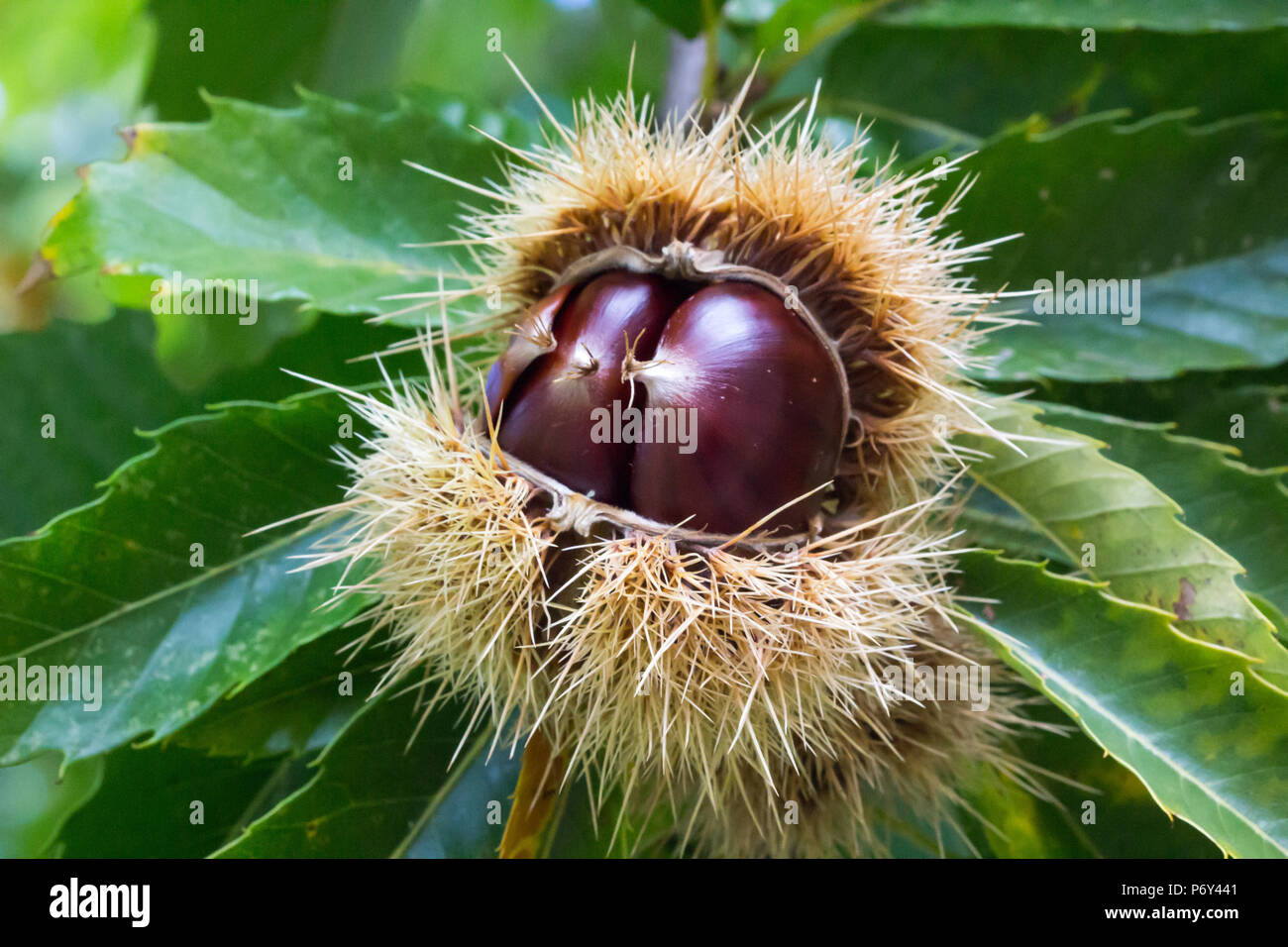 Tree of confectionary hi-res stock photography and images - Alamy