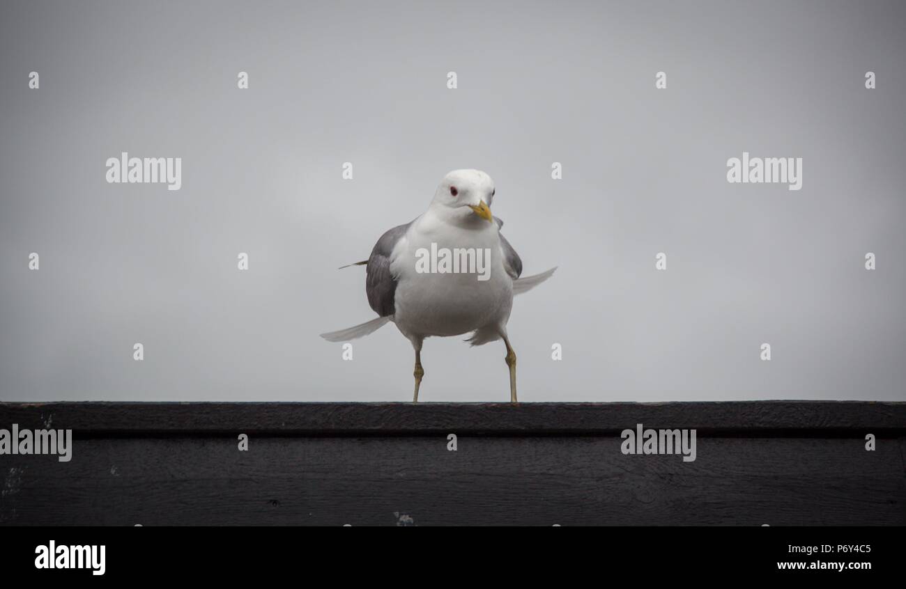 Close image of a dutch feathered bird in the Netherlands Stock Photo ...