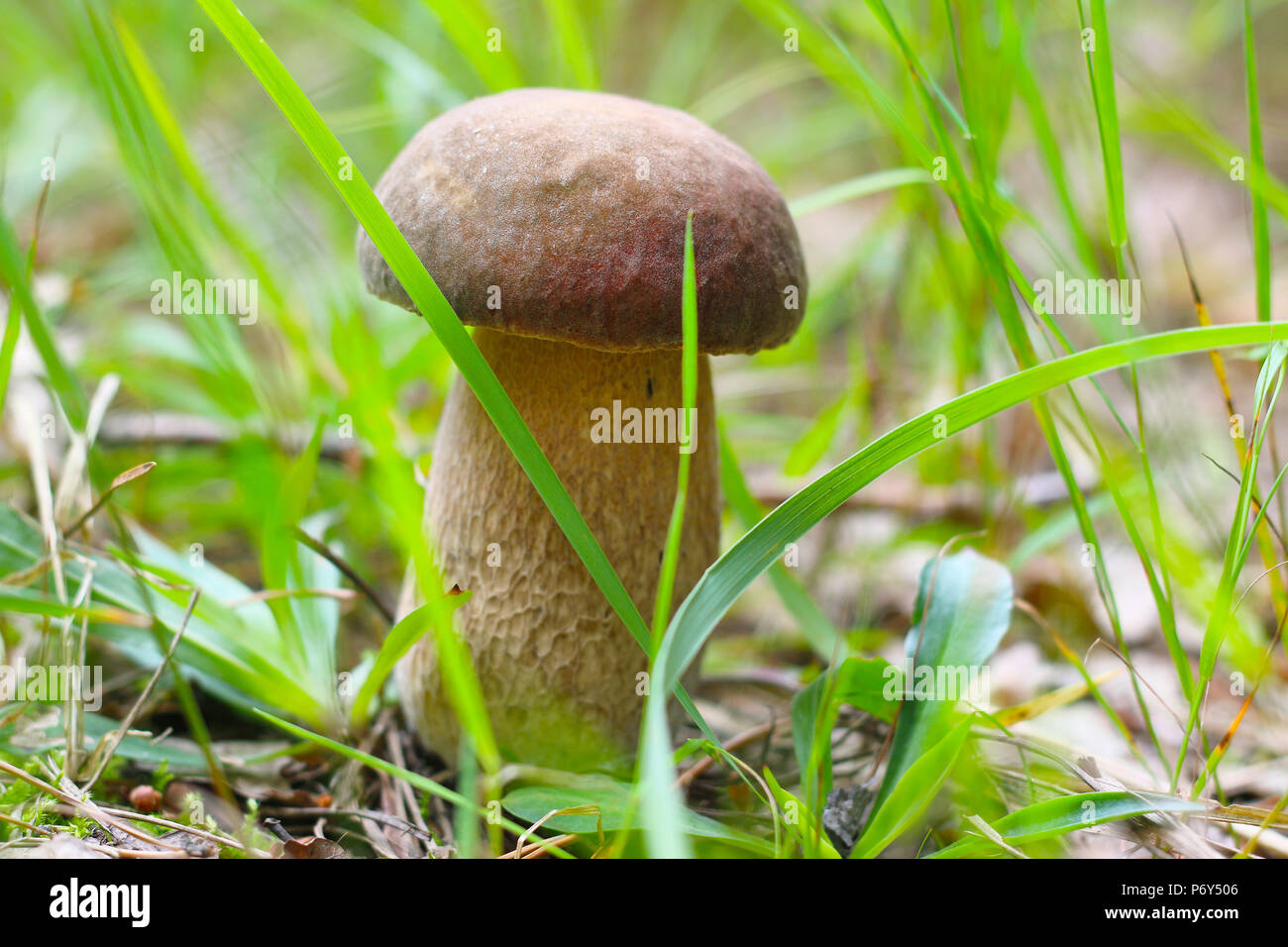 white cep growing in the grass. Beautiful summer mushroom growth Stock ...