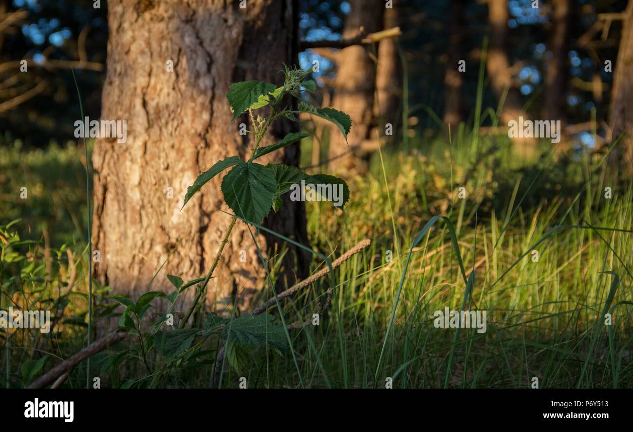 Dutch woods in the sunset in the Netherlands Stock Photo - Alamy