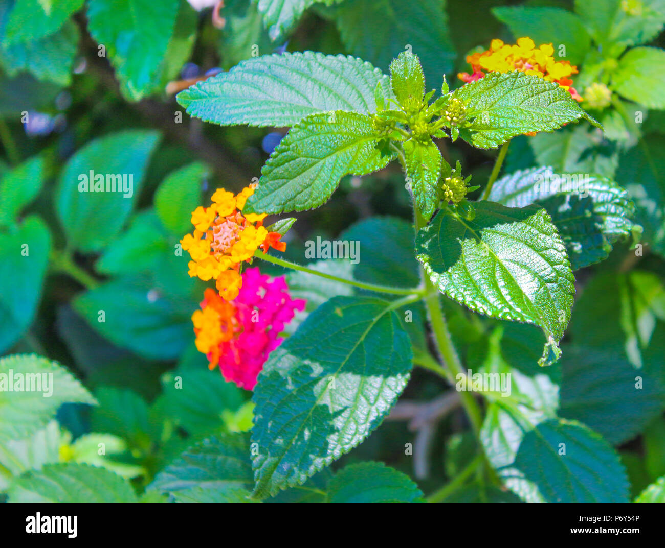 spring flowers in the graden Stock Photo - Alamy