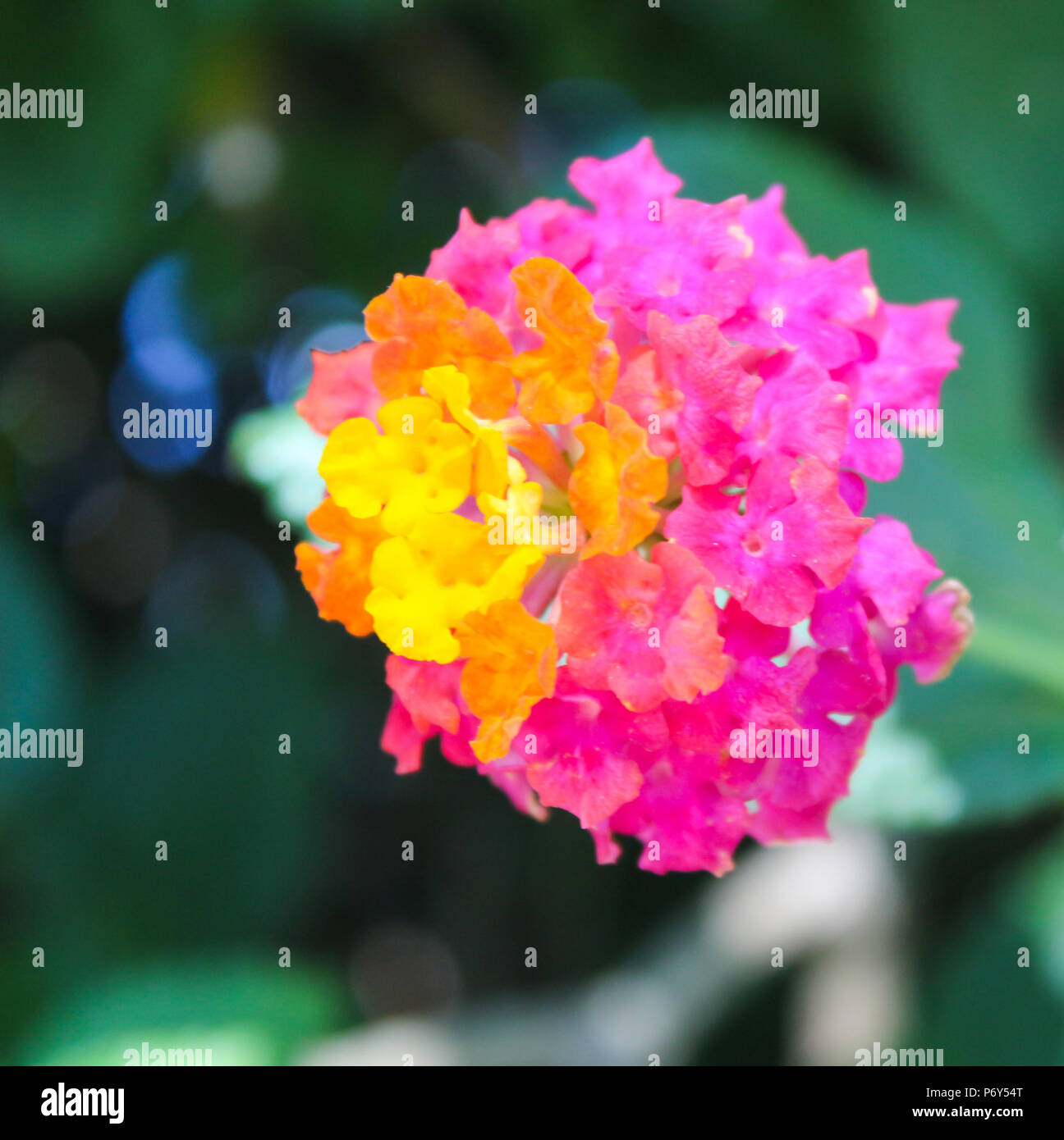 spring flowers in the graden Stock Photo - Alamy