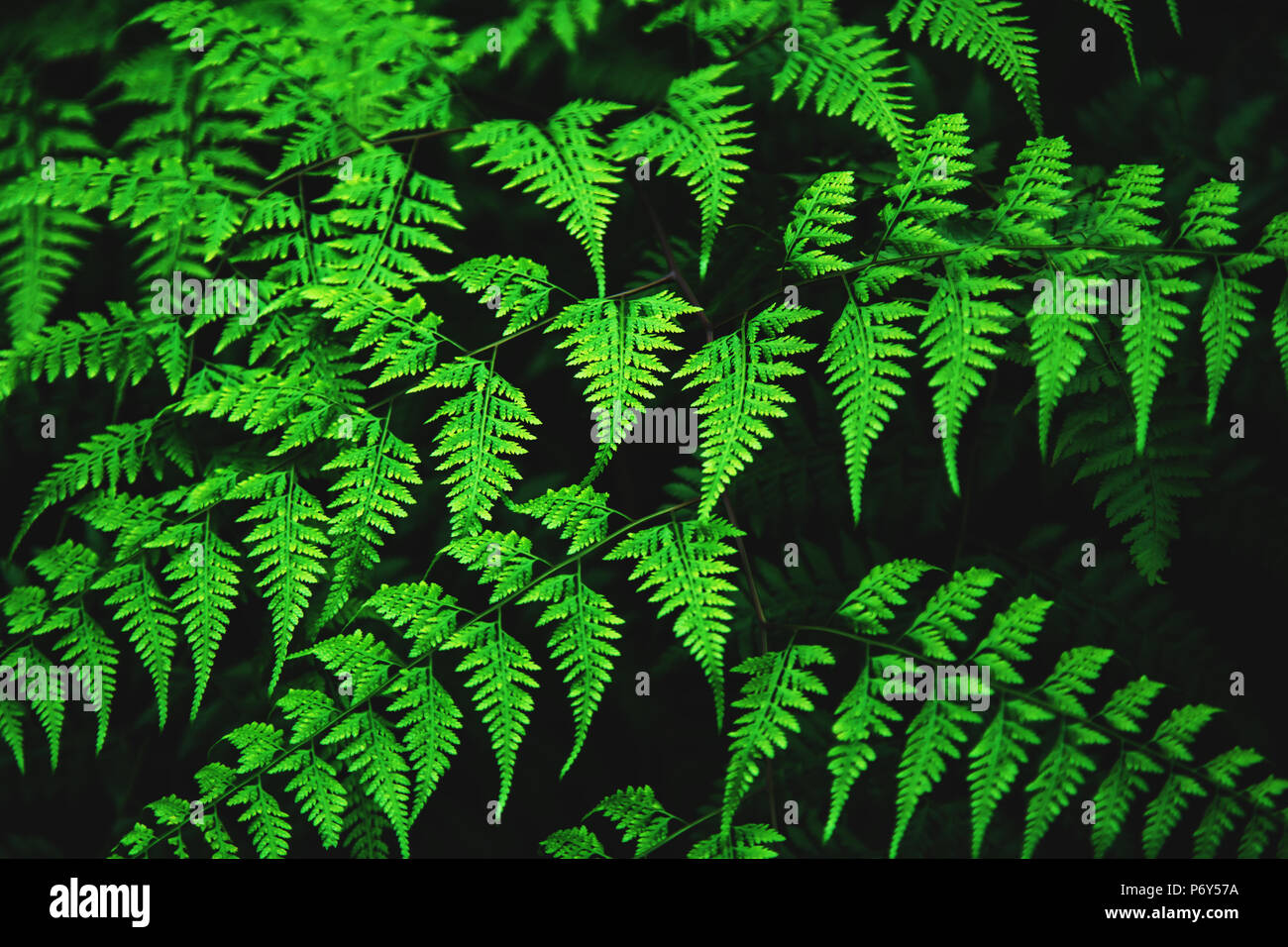 Natural green background of leaves. Selective focus, texture, pattern ...