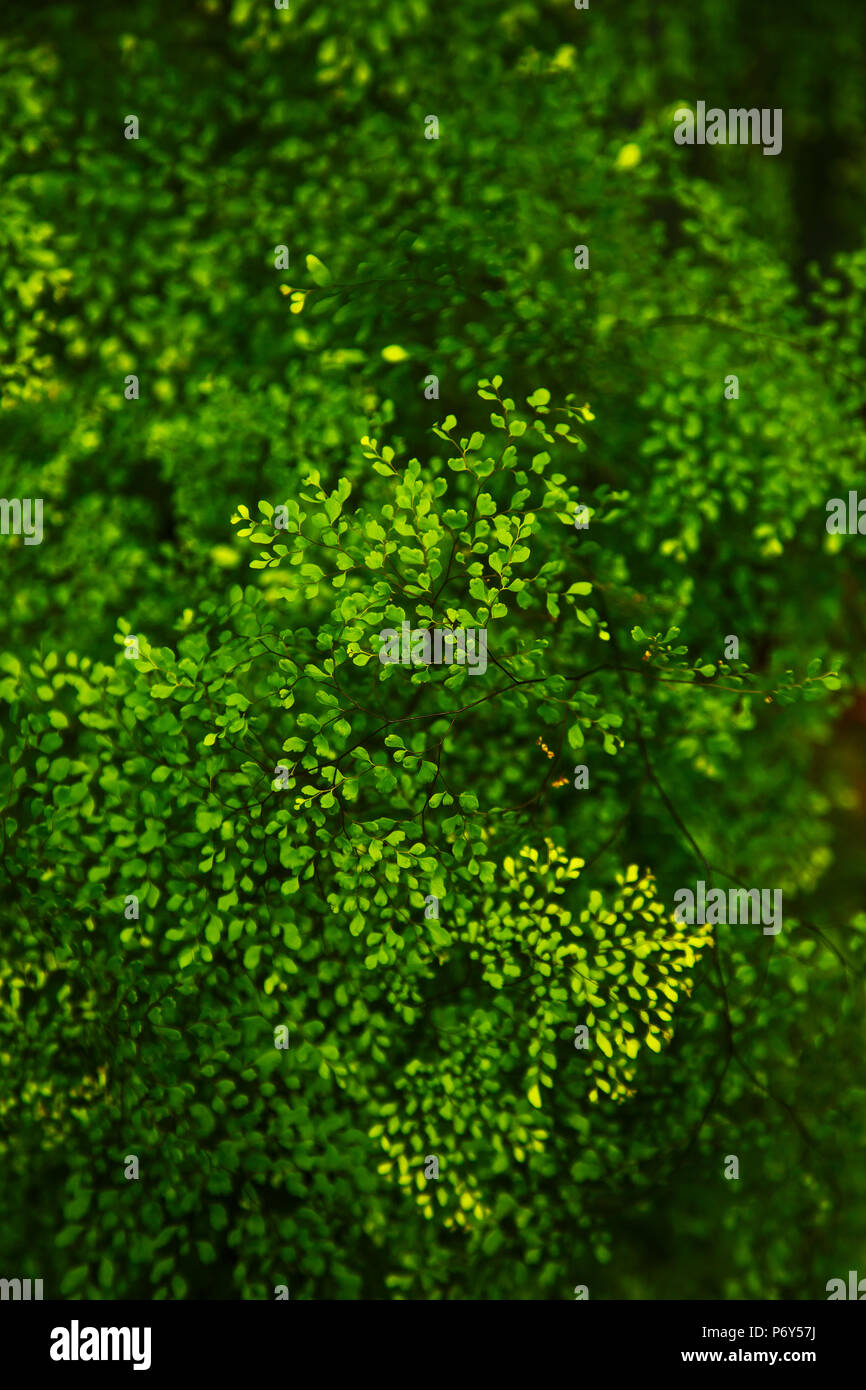Natural green background of leaves. Selective focus, texture, pattern ...