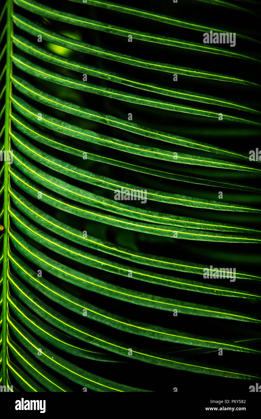 Natural green background of leaves. Selective focus, texture, pattern ...