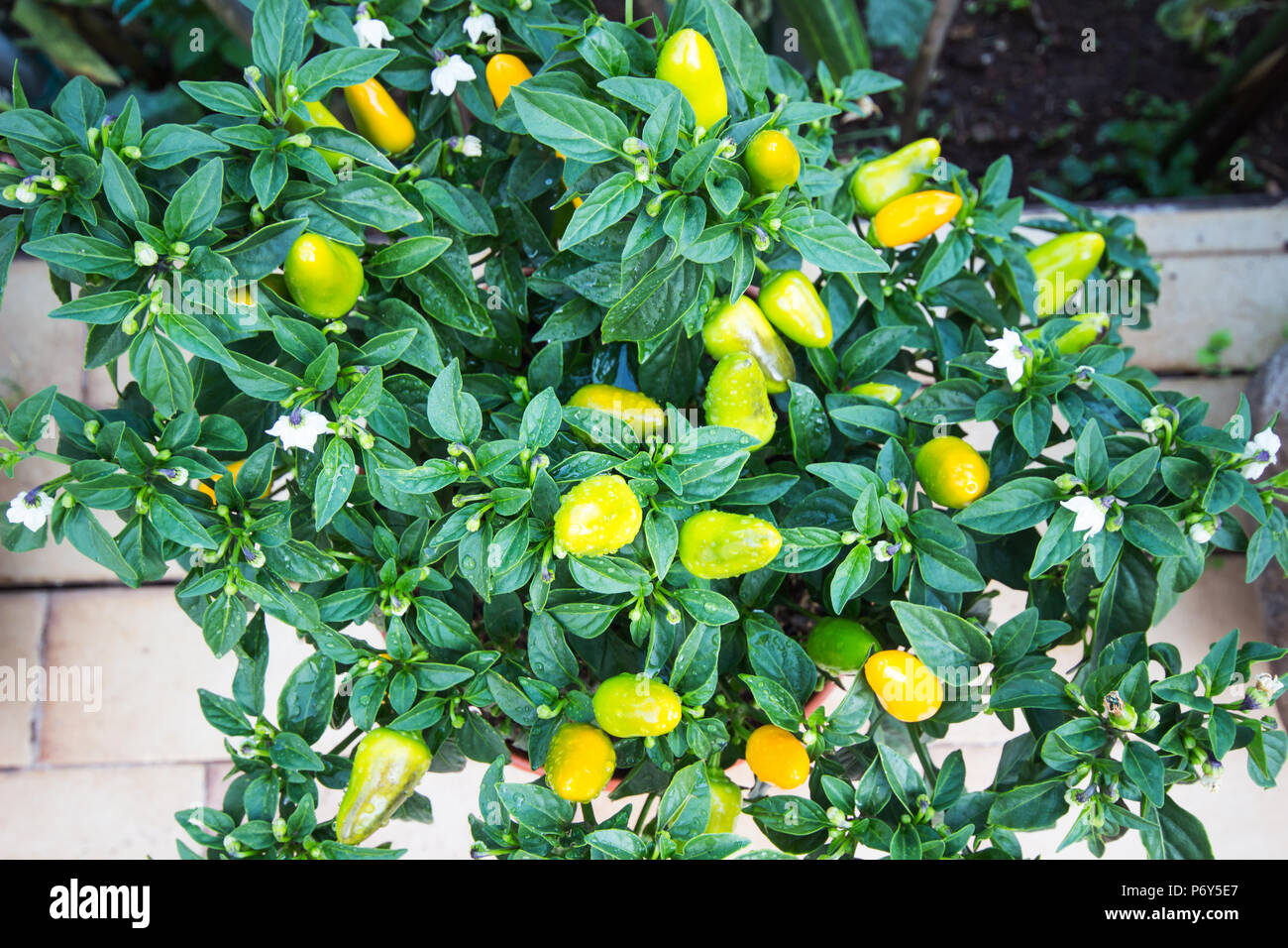 Chilli tree hi-res stock photography and images - Alamy