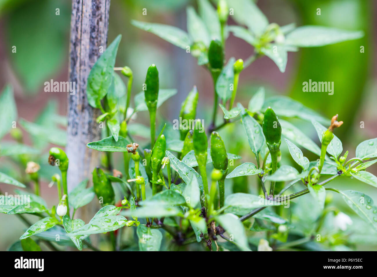 green hot chilli on tree background Stock Photo - Alamy