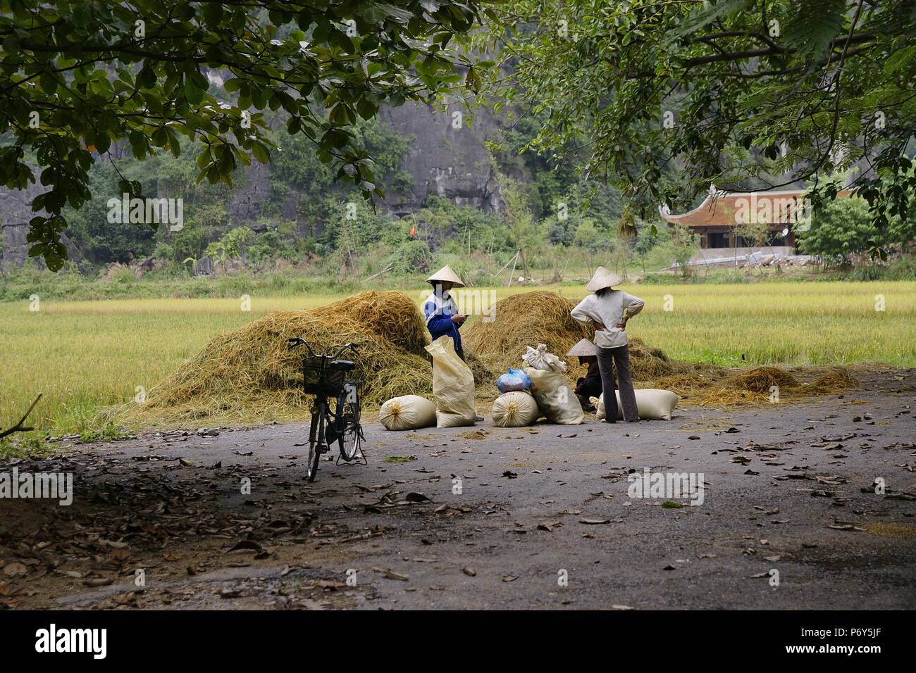 South vietnam farmers in rice fields hi-res stock photography and ...
