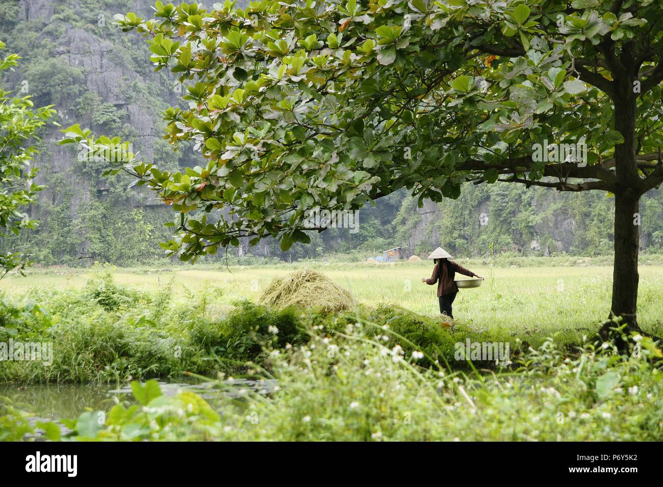 Traditional Vietnamese farmers cultivating rice in Asian fields Stock ...