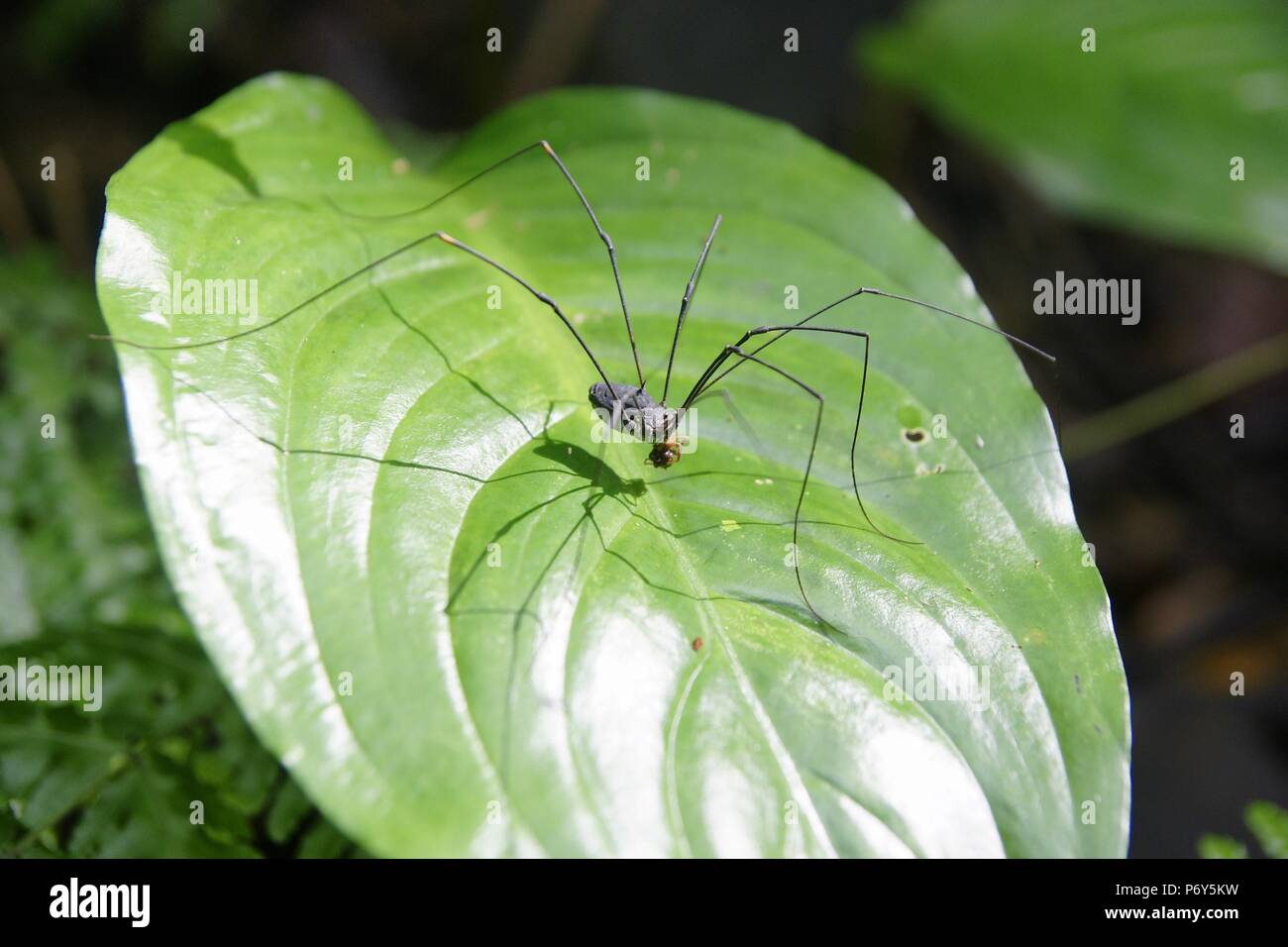 insects in the wild nature Stock Photo - Alamy