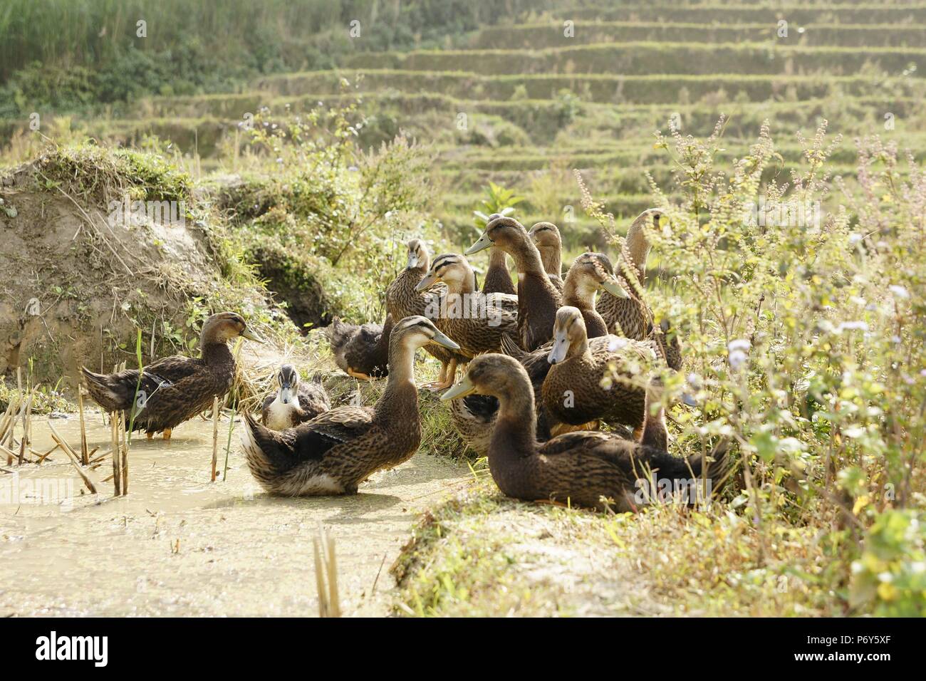 Brown ducks splashing in puddle of water Stock Photo - Alamy