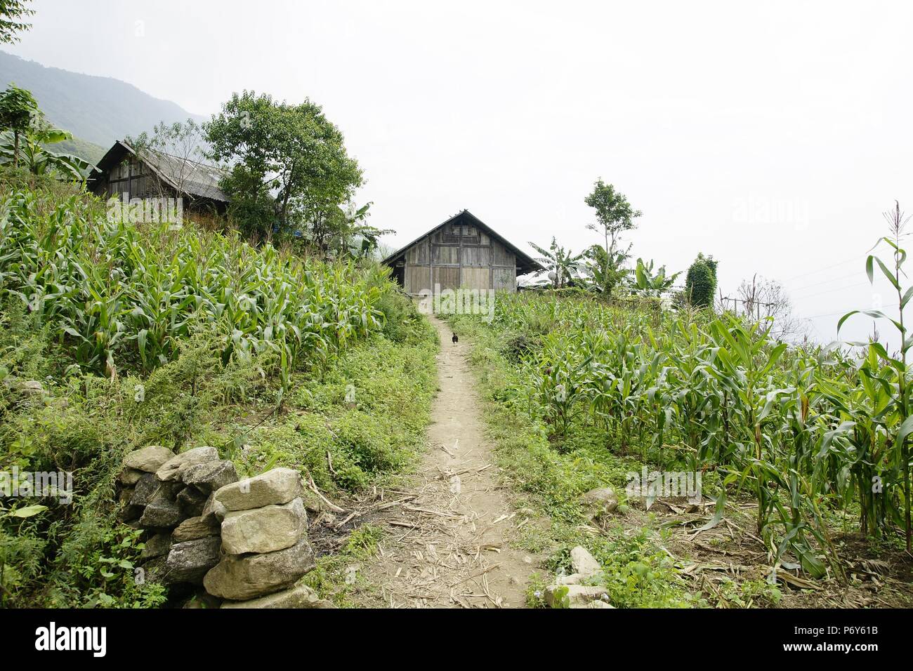 Traditional Vietnamese farmers cultivating rice in Asian fields Stock ...