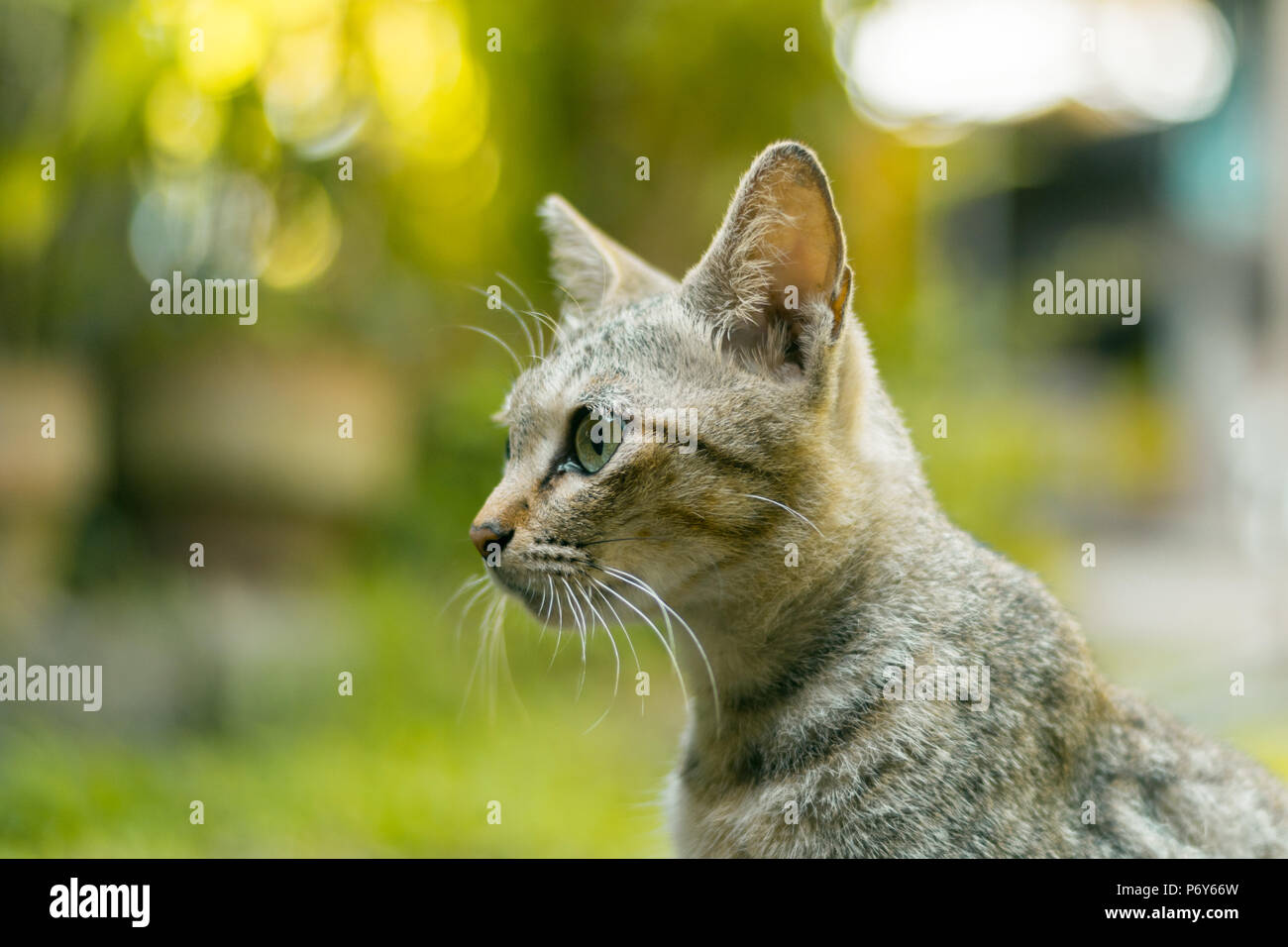 Cat portrait shot in the front yard of a house Stock Photo - Alamy