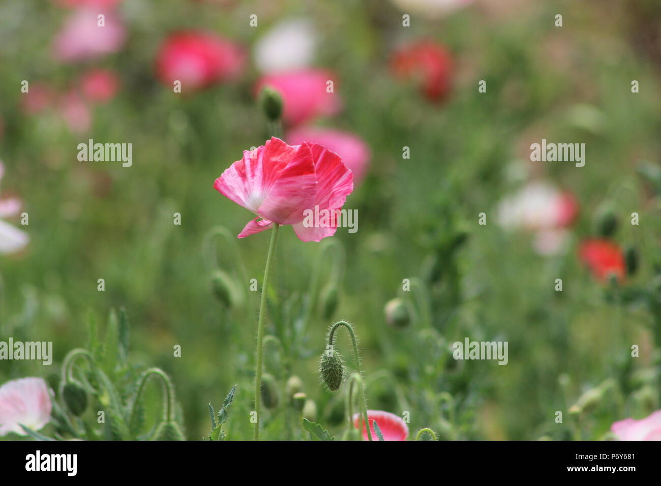Tibet flowers hi-res stock photography and images - Alamy
