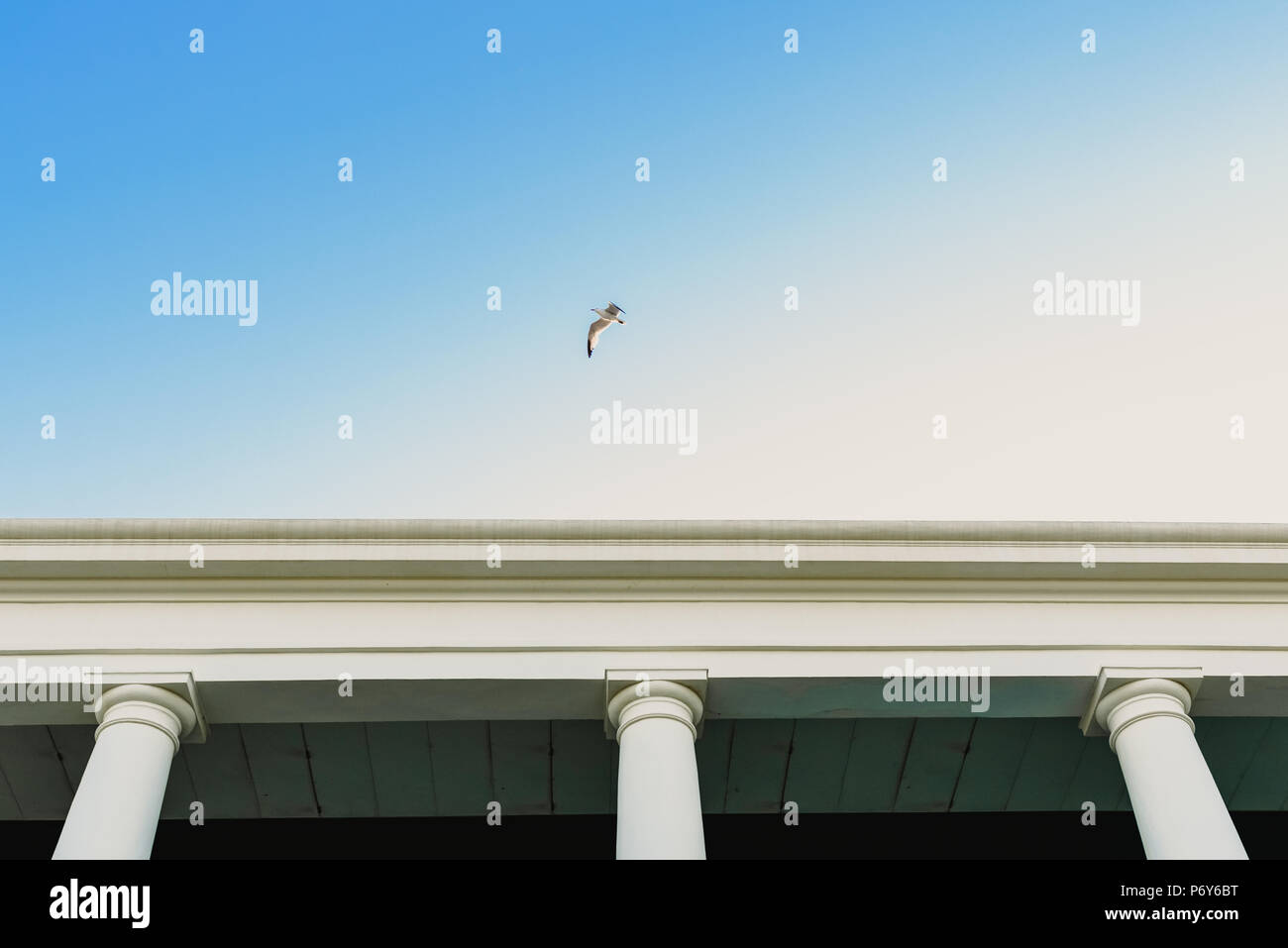 Seagull flying above building hi-res stock photography and images - Alamy