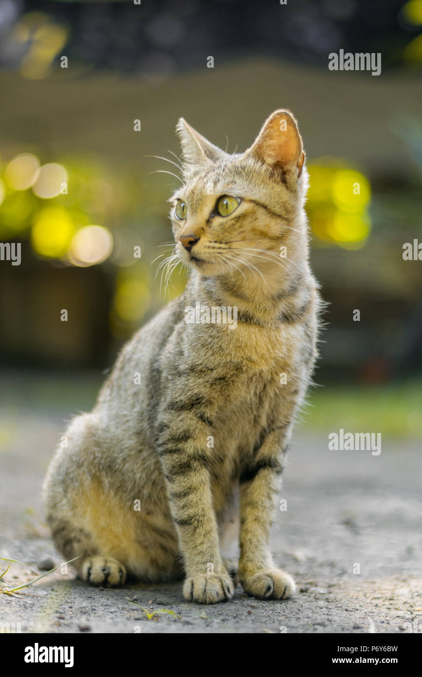 Closeup shot adorable house hi-res stock photography and images - Alamy